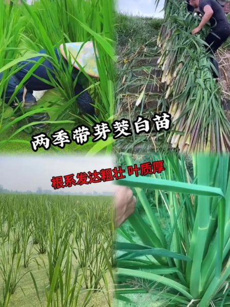 茭白生长图片大全_茭白怎么种植-第1张图片-山城妙识 茭白生长图片大全_茭白怎么种植-第1张图片-山城妙识