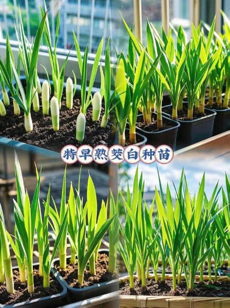 茭白生长图片大全_茭白怎么种植-第3张图片-山城妙识 茭白生长图片大全_茭白怎么种植-第3张图片-山城妙识