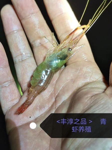河虾怎么养才不会死_抓回来的河虾怎么养活-第3张图片-山城妙识