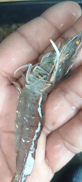 河虾怎么养才不会死_抓回来的河虾怎么养活-第2张图片-山城妙识