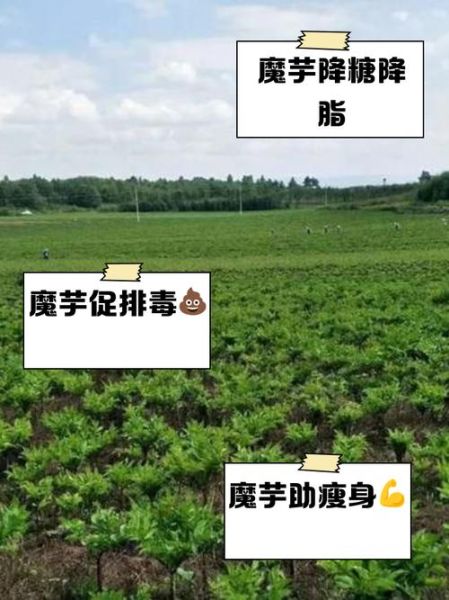 吃魔芋的禁忌_哪些人不能吃魔芋-第2张图片-山城妙识 吃魔芋的禁忌_哪些人不能吃魔芋-第2张图片-山城妙识