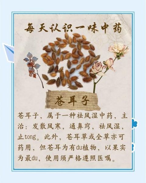 苍耳子能治鼻炎吗_苍耳子副作用有哪些-第2张图片-山城妙识 苍耳子能治鼻炎吗_苍耳子副作用有哪些-第2张图片-山城妙识