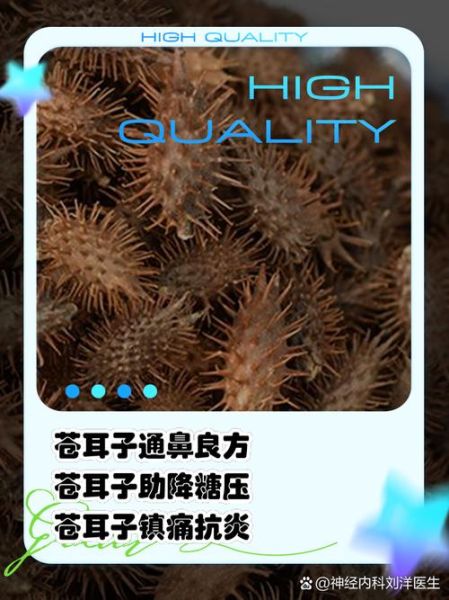 苍耳子能治鼻炎吗_苍耳子副作用有哪些-第3张图片-山城妙识 苍耳子能治鼻炎吗_苍耳子副作用有哪些-第3张图片-山城妙识