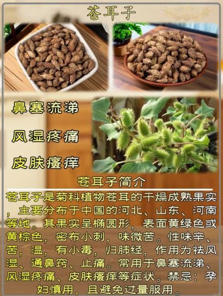 苍耳子能治鼻炎吗_苍耳子副作用有哪些-第1张图片-山城妙识 苍耳子能治鼻炎吗_苍耳子副作用有哪些-第1张图片-山城妙识