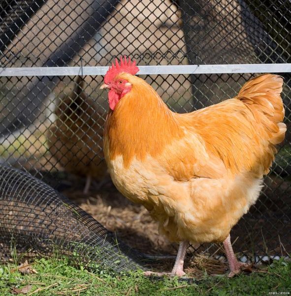三黄鸡苗多少钱一只_三黄鸡苗养殖技术要点-第1张图片-山城妙识