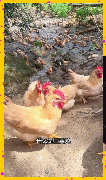 三黄鸡苗多少钱一只_三黄鸡苗养殖技术要点-第2张图片-山城妙识