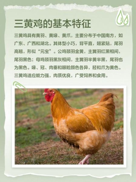 三黄鸡苗多少钱一只_三黄鸡苗养殖技术要点-第3张图片-山城妙识
