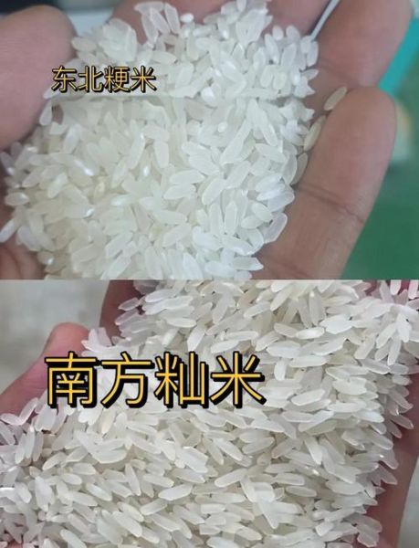 籼稻和粳稻的区别_籼稻和粳稻哪个好吃-第3张图片-山城妙识