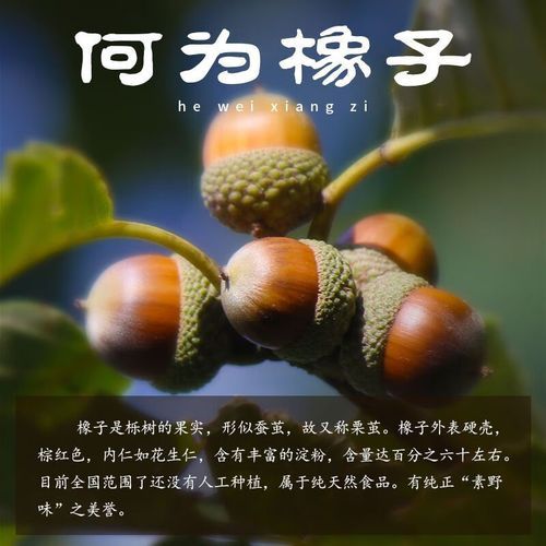 橡子豆腐怎么做_橡子粉与水的黄金比例-第2张图片-山城妙识 橡子豆腐怎么做_橡子粉与水的黄金比例-第2张图片-山城妙识
