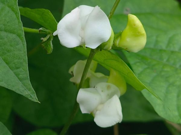 白扁豆花副作用有哪些_白扁豆花吃了会中毒吗-第3张图片-山城妙识