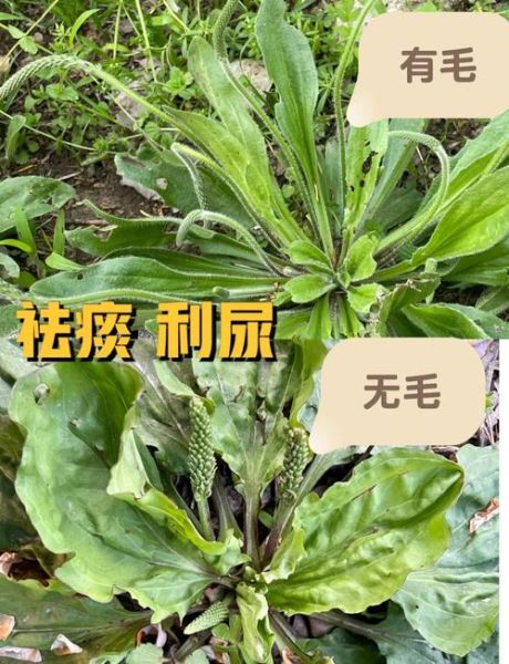 车前草能治疗什么病_车前草泡水喝的功效与禁忌-第2张图片-山城妙识