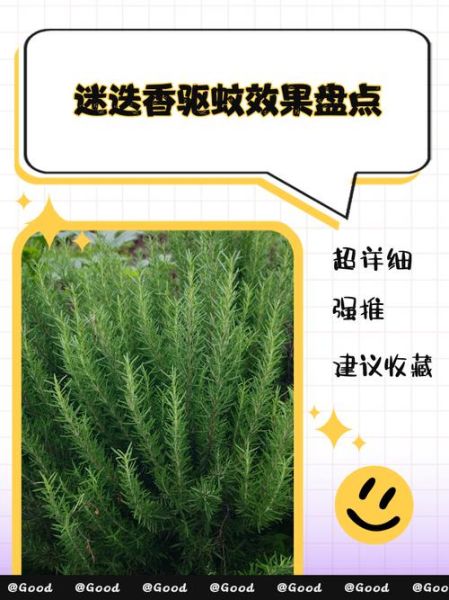 迷迭香能杀螨虫吗_迷迭香去螨虫怎么用-第2张图片-山城妙识