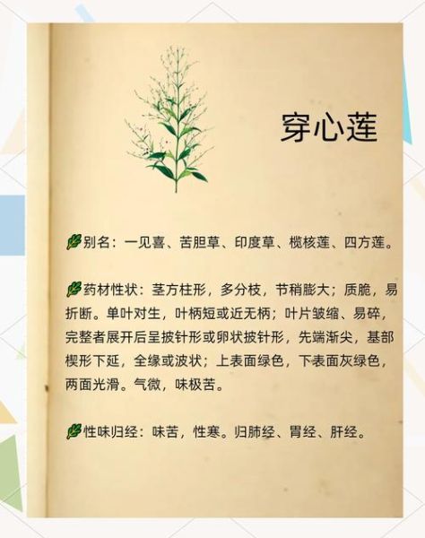 穿心莲禁忌人群有哪些_孕妇可以吃穿心莲吗-第2张图片-山城妙识