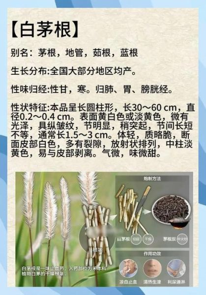白茅根的功效与作用_白茅根的禁忌症有哪些-第1张图片-山城妙识