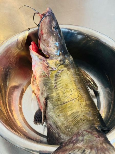 乌江鱼怎么做才好吃_乌江鱼最正宗的做法-第1张图片-山城妙识 乌江鱼怎么做才好吃_乌江鱼最正宗的做法-第1张图片-山城妙识