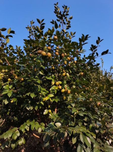 油茶籽多少钱一斤_油茶籽价格行情-第1张图片-山城妙识 油茶籽多少钱一斤_油茶籽价格行情-第1张图片-山城妙识