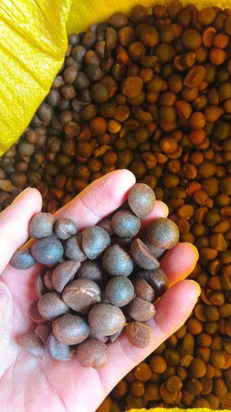 油茶籽多少钱一斤_油茶籽价格行情-第2张图片-山城妙识 油茶籽多少钱一斤_油茶籽价格行情-第2张图片-山城妙识