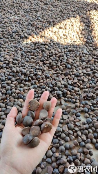 油茶籽多少钱一斤_油茶籽价格行情-第3张图片-山城妙识 油茶籽多少钱一斤_油茶籽价格行情-第3张图片-山城妙识