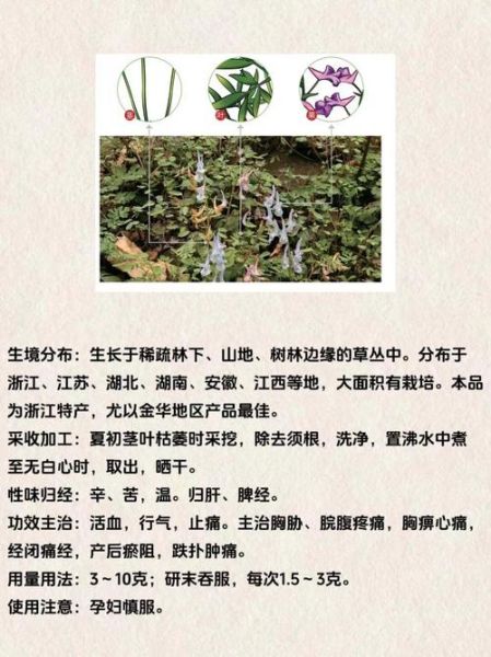 醋延胡索的功效与作用及食用方法_醋延胡索怎么吃最好-第2张图片-山城妙识 醋延胡索的功效与作用及食用方法_醋延胡索怎么吃最好-第2张图片-山城妙识