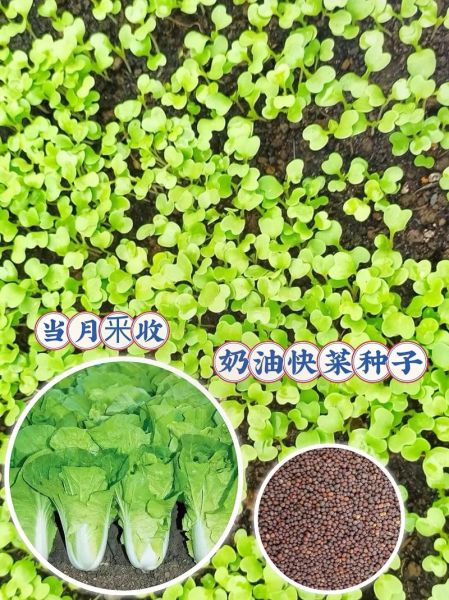 小白菜种子怎么选_小白菜种子多久发芽-第1张图片-山城妙识