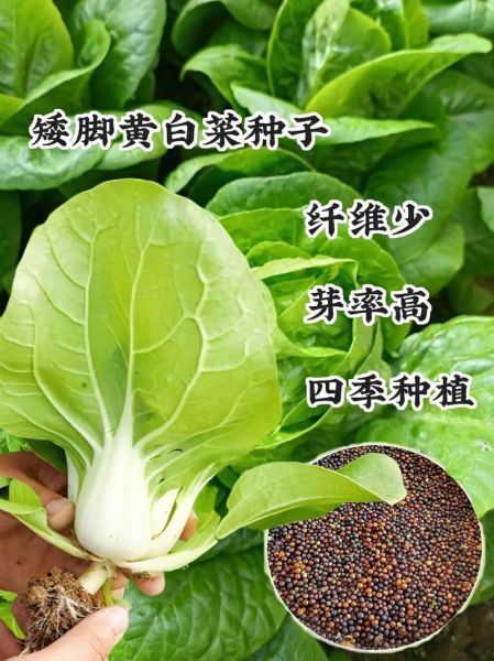 小白菜种子怎么选_小白菜种子多久发芽-第2张图片-山城妙识