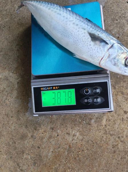 青鱼多少钱一斤2020_青鱼价格走势分析-第1张图片-山城妙识 青鱼多少钱一斤2020_青鱼价格走势分析-第1张图片-山城妙识