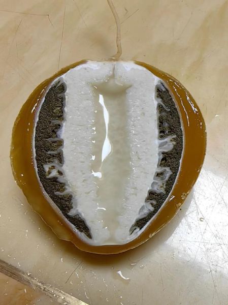 竹荪蛋多少钱一斤_竹荪蛋为什么这么贵-第2张图片-山城妙识