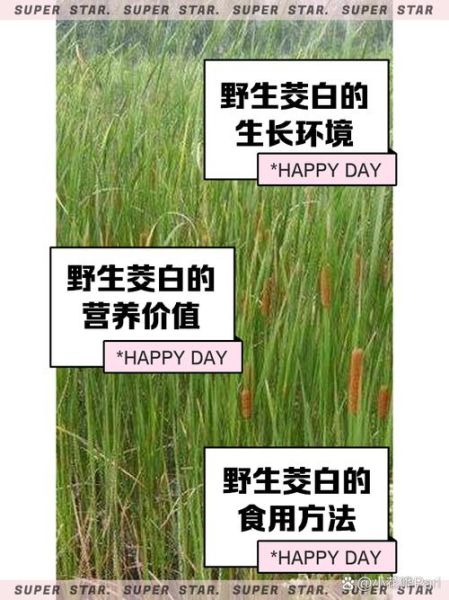 茭白什么人不能吃_茭白功效与作用禁忌-第2张图片-山城妙识 茭白什么人不能吃_茭白功效与作用禁忌-第2张图片-山城妙识