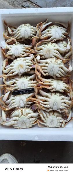 活螃蟹放带冰的泡沫箱能活多久_运输注意事项-第1张图片-山城妙识 活螃蟹放带冰的泡沫箱能活多久_运输注意事项-第1张图片-山城妙识