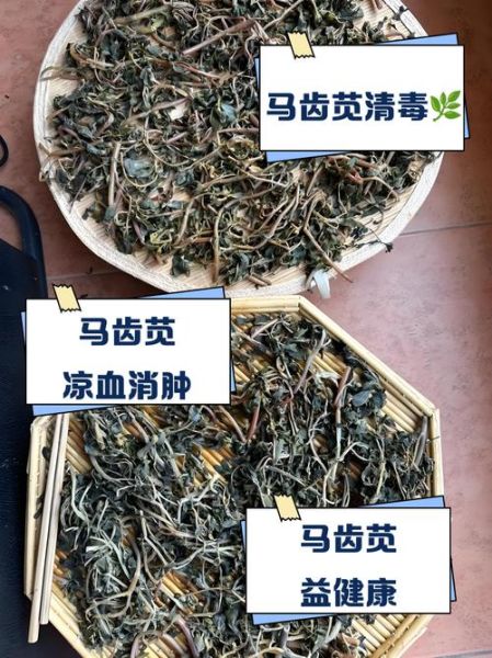 马苋菜的功效与作用_马苋菜怎么吃最好-第1张图片-山城妙识