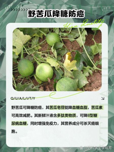 山苦瓜图片_山苦瓜功效与作用-第1张图片-山城妙识 山苦瓜图片_山苦瓜功效与作用-第1张图片-山城妙识