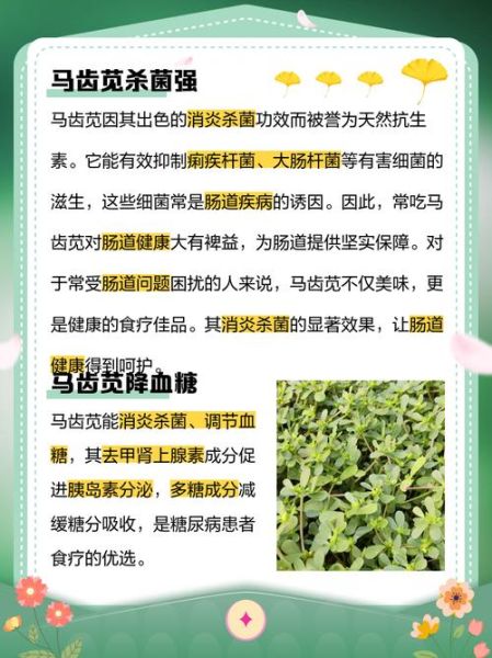 马苋菜的功效与作用_马苋菜怎么吃最好-第3张图片-山城妙识
