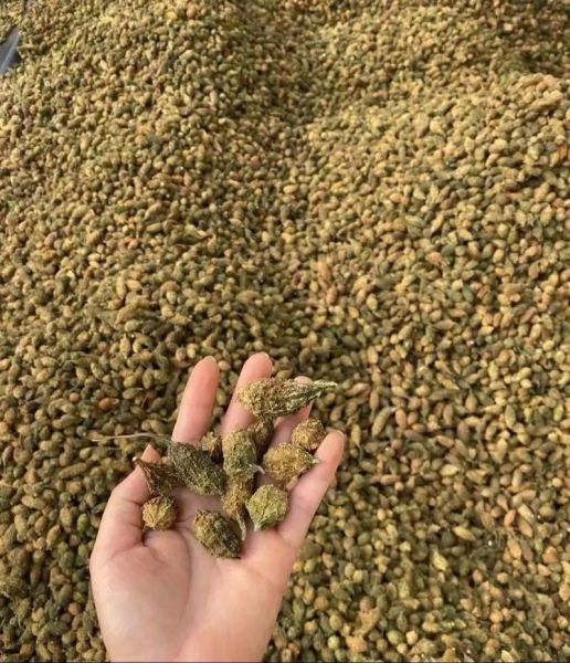 山苦瓜图片_山苦瓜功效与作用-第3张图片-山城妙识 山苦瓜图片_山苦瓜功效与作用-第3张图片-山城妙识