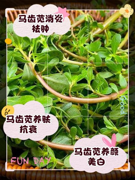 马苋菜的功效与作用_马苋菜怎么吃最好-第2张图片-山城妙识