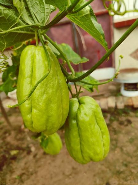 佛手瓜的功效与禁忌_孕妇能吃吗-第1张图片-山城妙识 佛手瓜的功效与禁忌_孕妇能吃吗-第1张图片-山城妙识