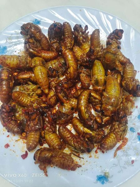 炒蚕蛹怎么做好吃_炒蚕蛹的做法大全-第2张图片-山城妙识