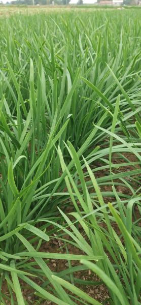 韭菜图片大全图片欣赏_韭菜品种怎么区分-第1张图片-山城妙识