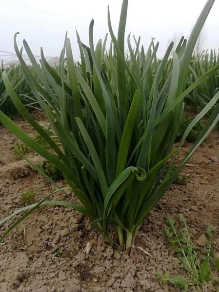 韭菜图片大全图片欣赏_韭菜品种怎么区分-第2张图片-山城妙识