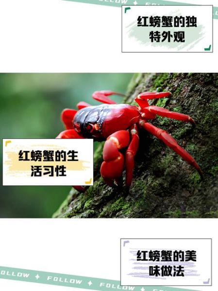 红蟹能吃吗_红蟹真的有毒吗-第1张图片-山城妙识