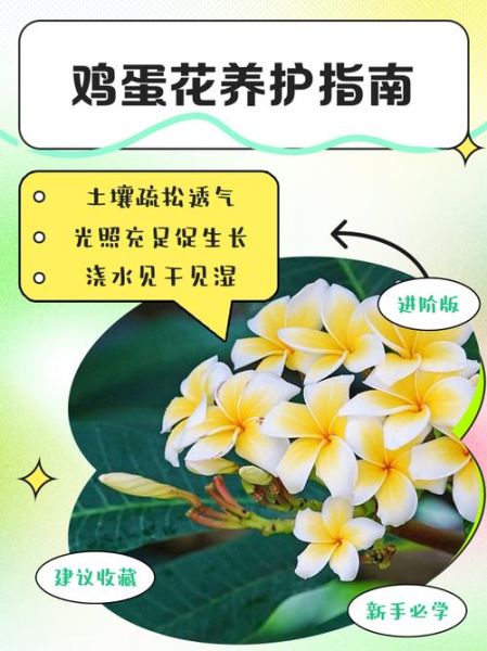 鸡蛋花怎么养_鸡蛋花有毒吗-第1张图片-山城妙识