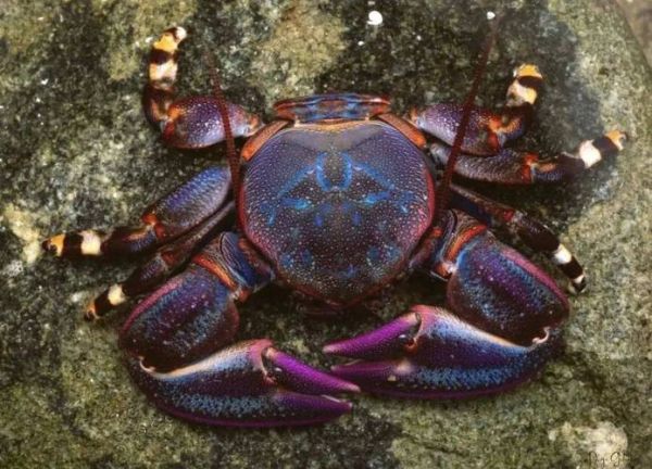 螃蟹有几条腿_螃蟹腿断了还能长出来吗-第2张图片-山城妙识