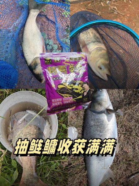 自制钓鲢鳙饵料配方_鲢鳙饵料怎么做才好用-第1张图片-山城妙识