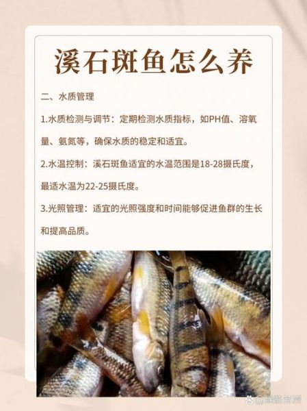 石斑鱼怎么养_石斑鱼养殖技术要点-第1张图片-山城妙识