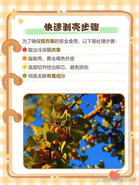 新鲜银杏果怎么吃_新鲜银杏果怎么去皮-第2张图片-山城妙识