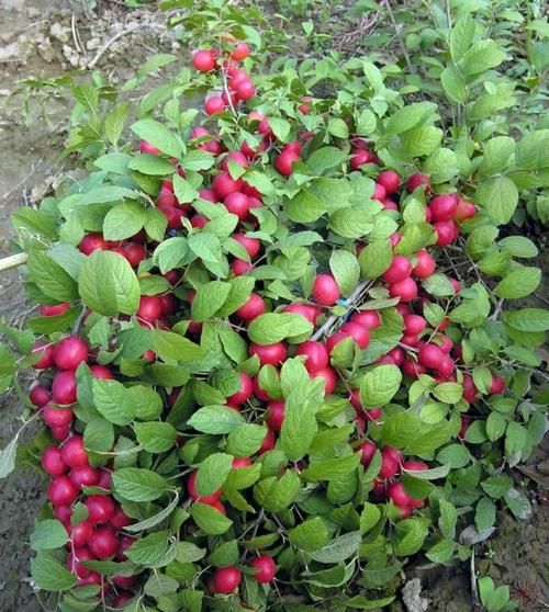 含钙量高的水果有哪些_怎么选-第3张图片-山城妙识 含钙量高的水果有哪些_怎么选-第3张图片-山城妙识