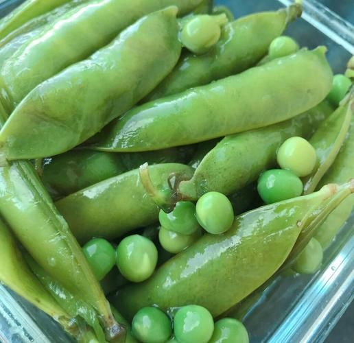 煮豌豆要煮多久_豌豆怎么煮才翠绿-第3张图片-山城妙识 煮豌豆要煮多久_豌豆怎么煮才翠绿-第3张图片-山城妙识