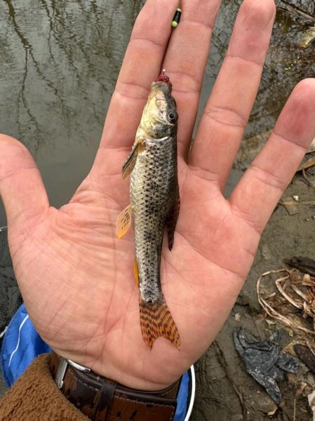 农村河里钓鱼技巧_农村河里能钓到哪些鱼-第2张图片-山城妙识 农村河里钓鱼技巧_农村河里能钓到哪些鱼-第2张图片-山城妙识