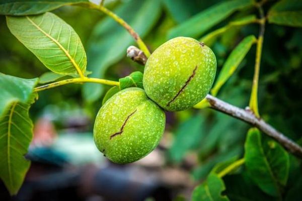 核桃树几年结果_核桃树怎么种植-第2张图片-山城妙识