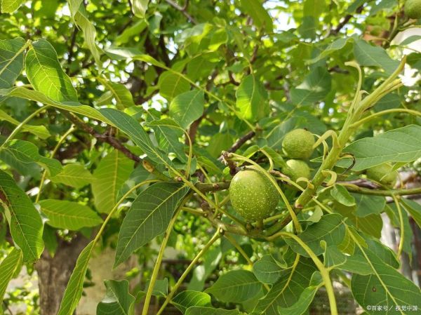 核桃树几年结果_核桃树怎么种植-第3张图片-山城妙识