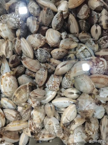 死花甲死了什么样子_死花甲辨别方法-第1张图片-山城妙识 死花甲死了什么样子_死花甲辨别方法-第1张图片-山城妙识